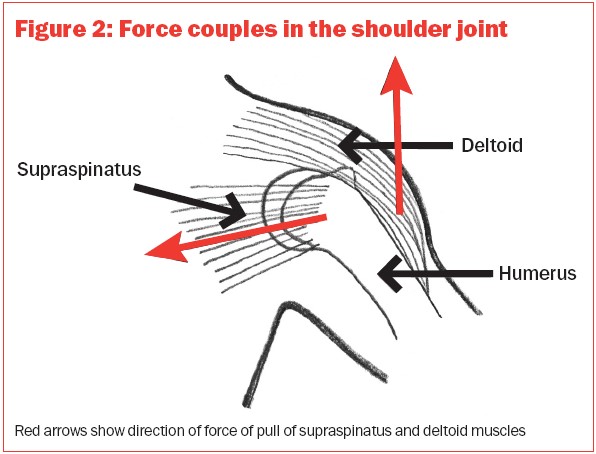 The Supraspinatus | OrthoBethesda