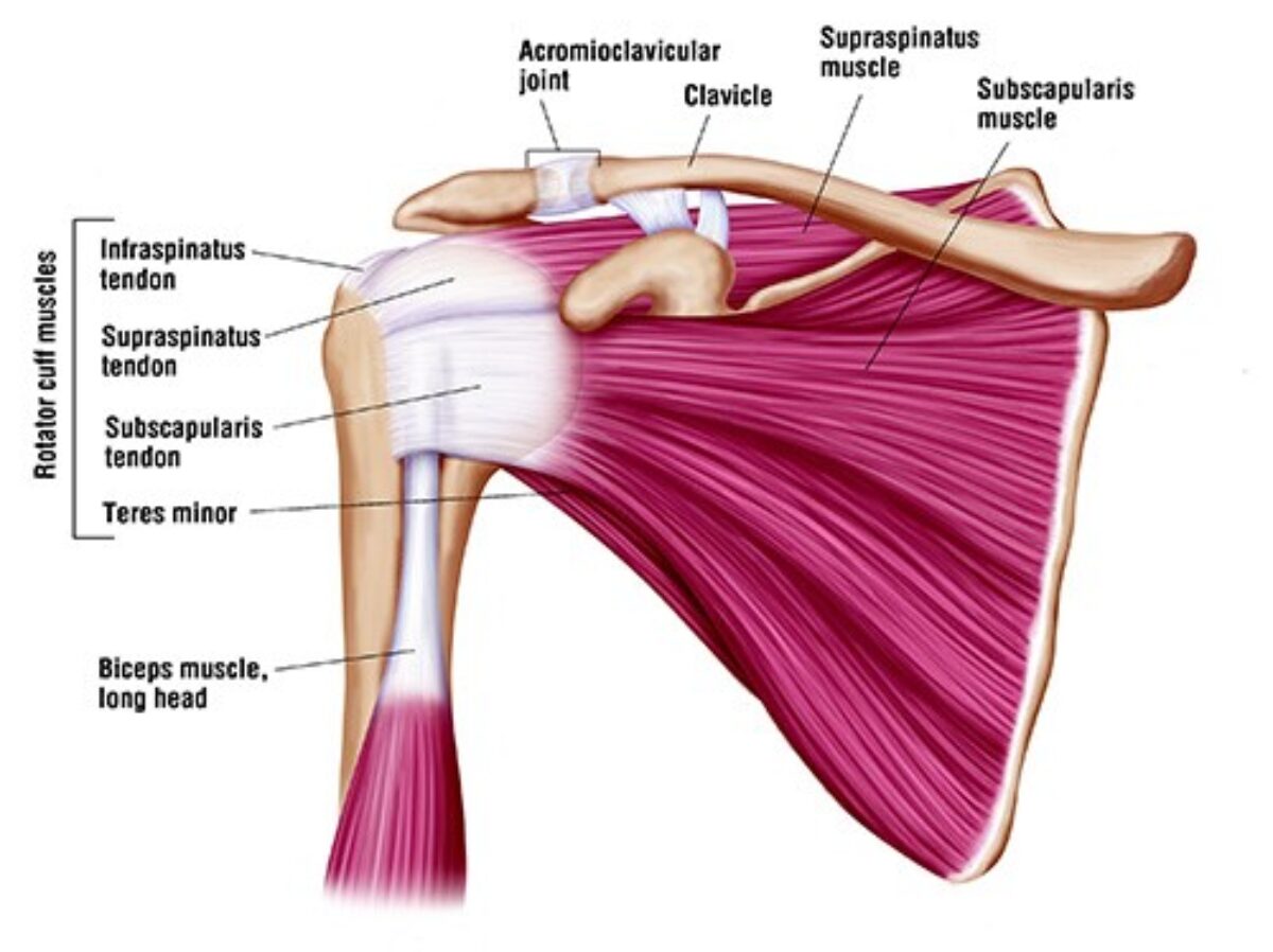 Rotator Cuff Disorders The Facts OrthoBethesda